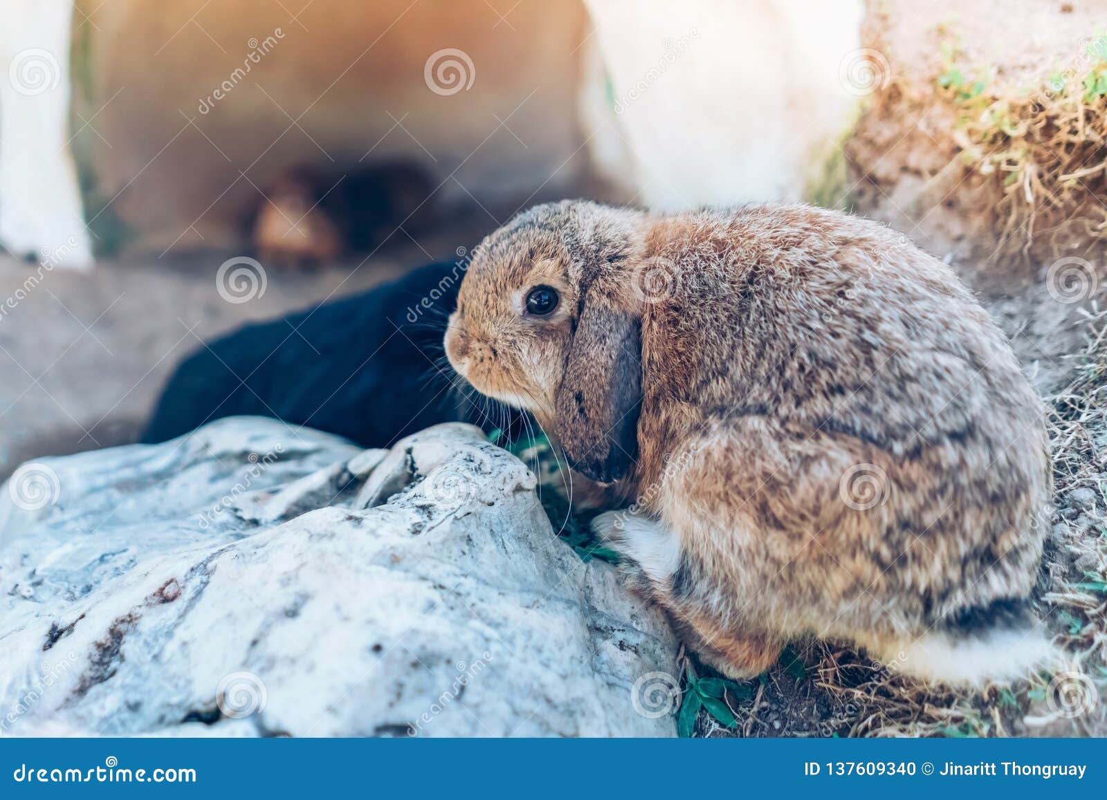 The Cute Rabbits are Resting Stock Photo - Image of field, bunny: 137609340