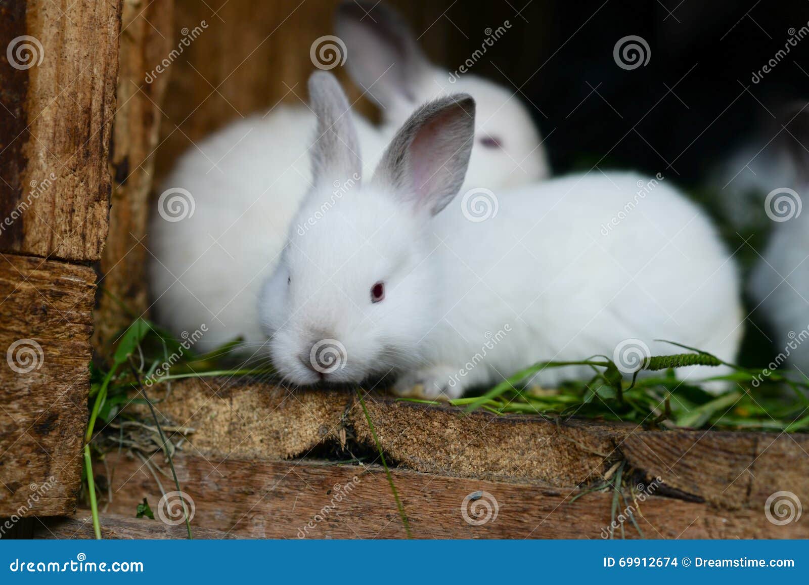 Cute rabbits in the shed stock photo. Image of animal - 69912674