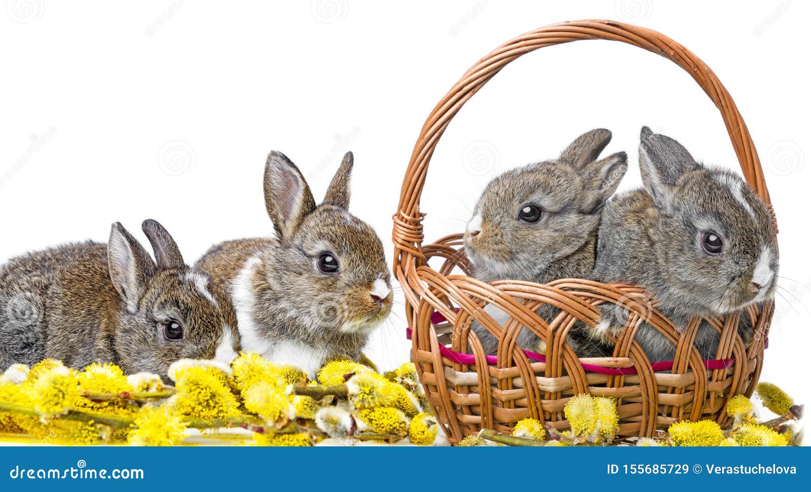 Cute Rabbits - Spring Animals Stock Image - Image of chicken, fluffy ...