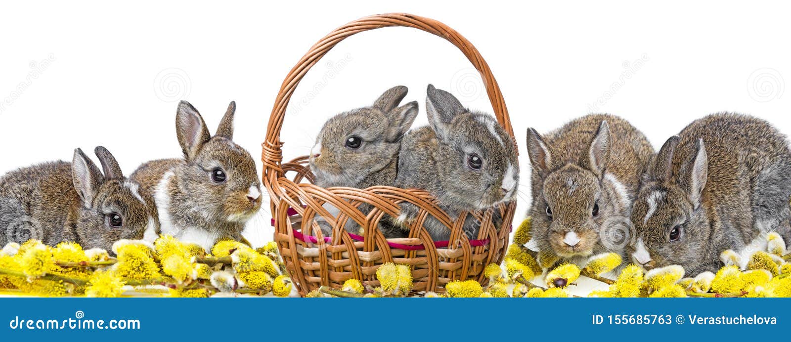 Cute Rabbits - Spring Animals Stock Image - Image of background ...