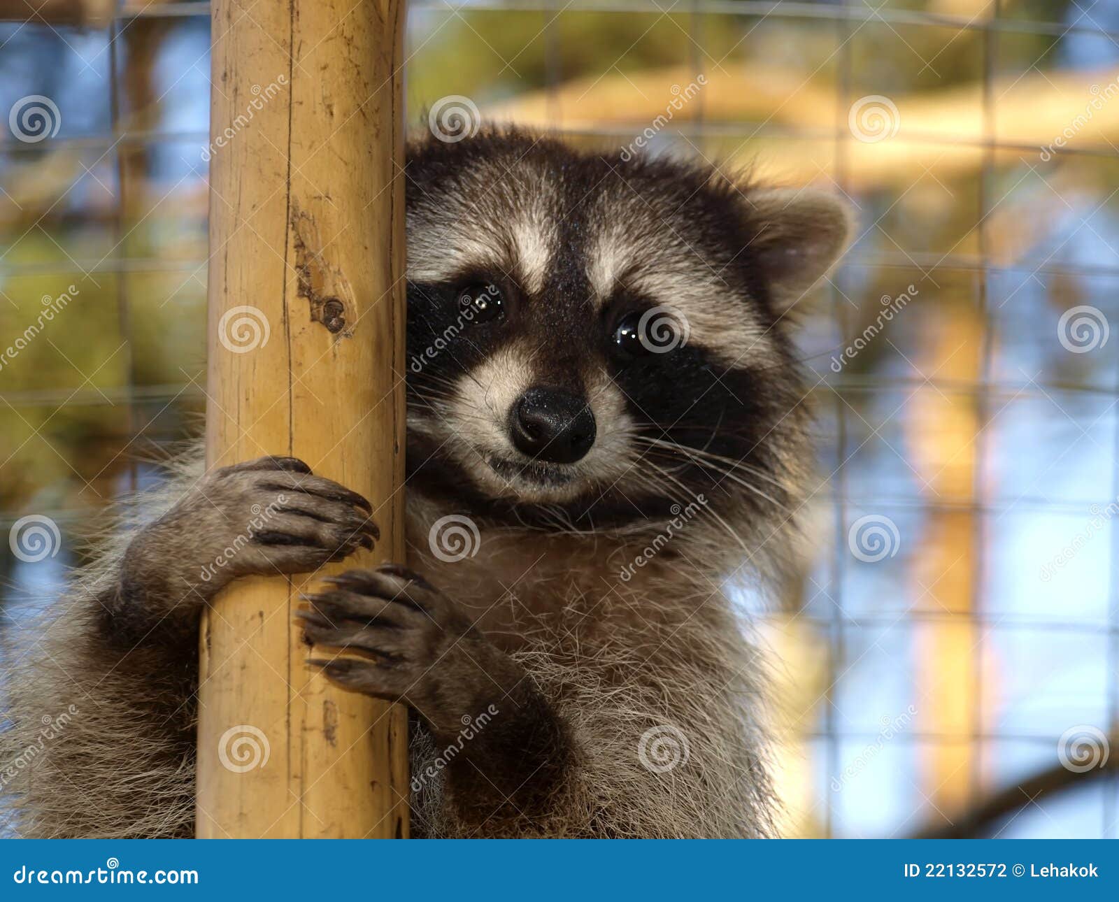Cute raccoon stock photo. Image of light, intellectual - 22132572