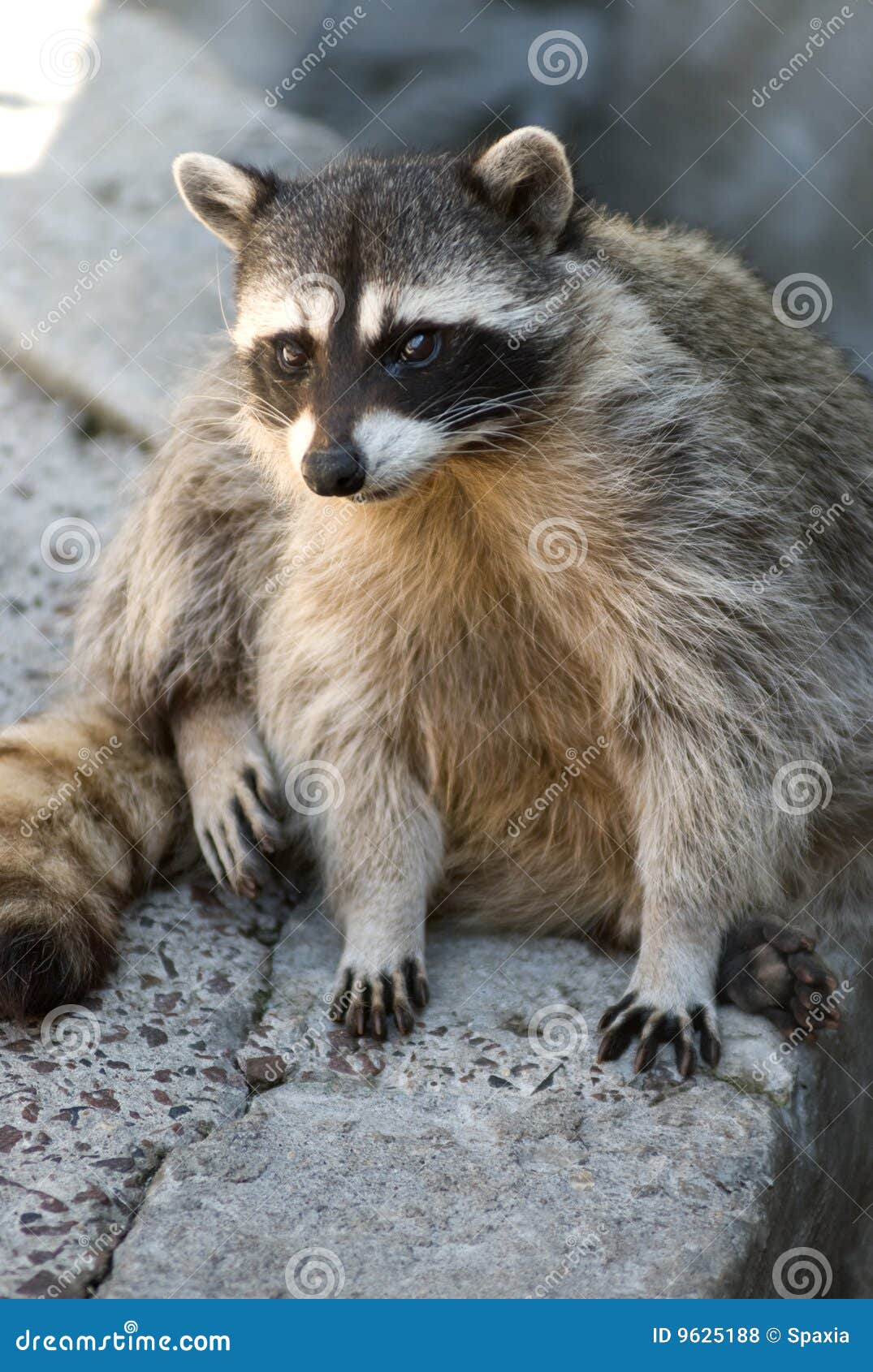 Cute Raccoon. Fluffy Raccoon. Adorable Raccoon. Photo Of Animal Stock ...