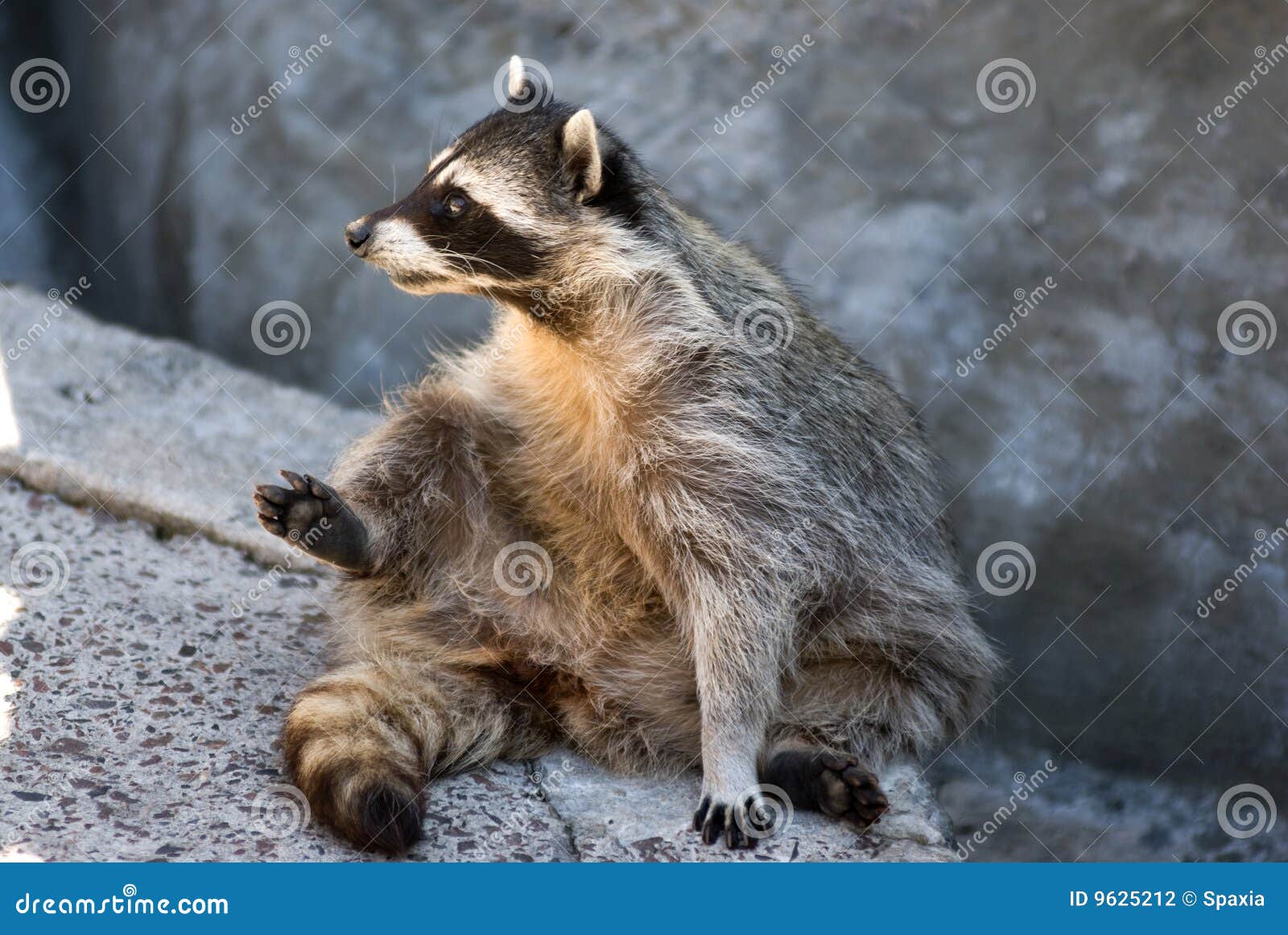 Cute raccoon stock photo. Image of nocturnal, nature, animal - 9625212