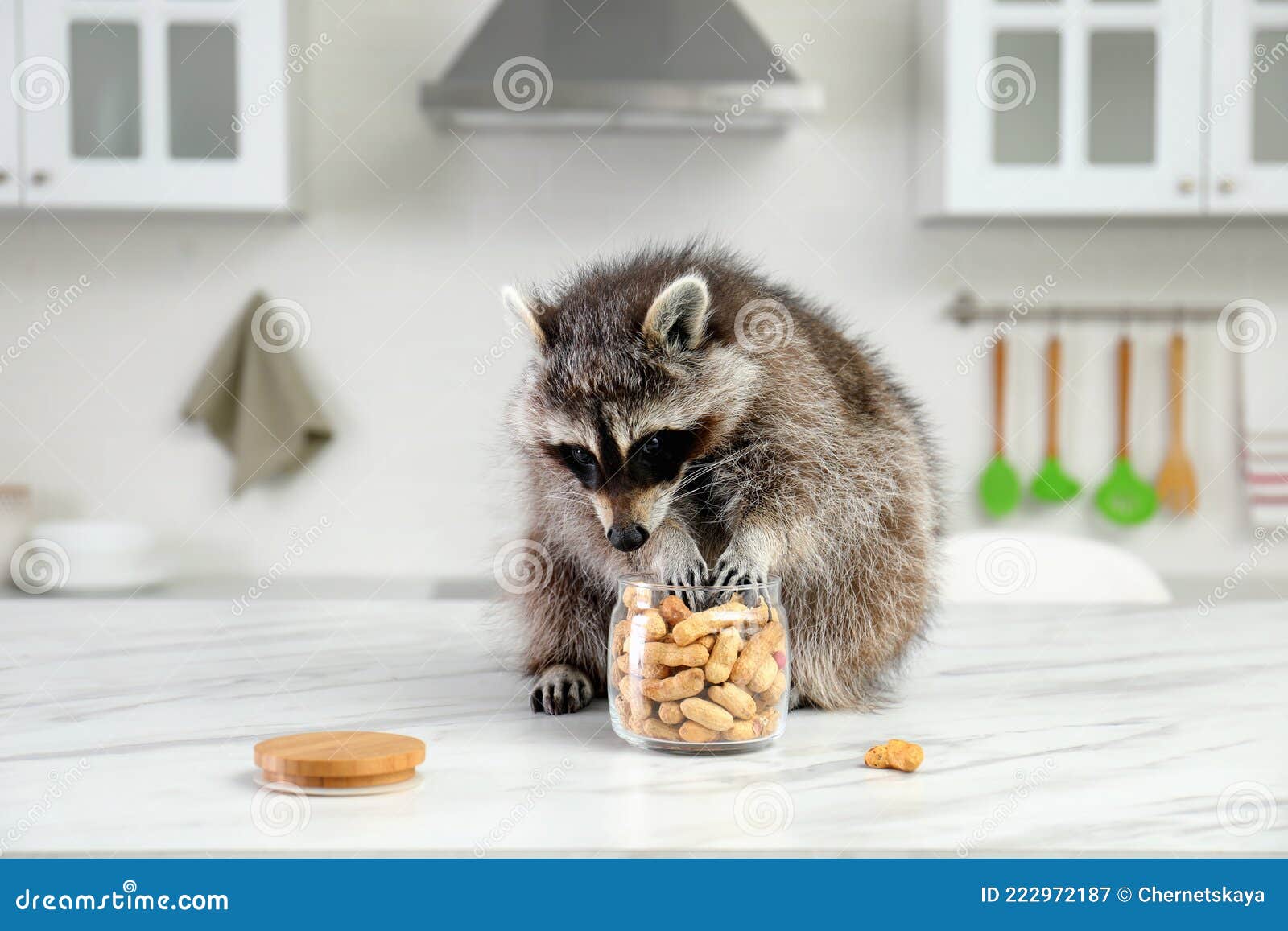 Raccoon Eating Potato Chip Stock Image | CartoonDealer.com #140989
