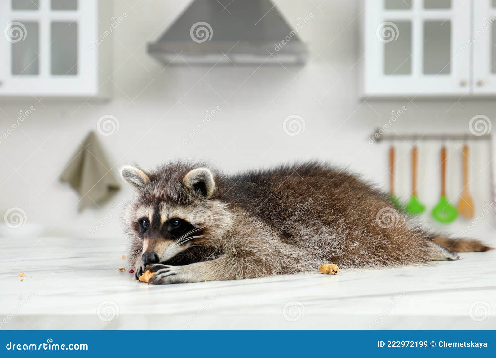 Cute Raccoon Eating Peanuts on Table Stock Image - Image of muzzle ...