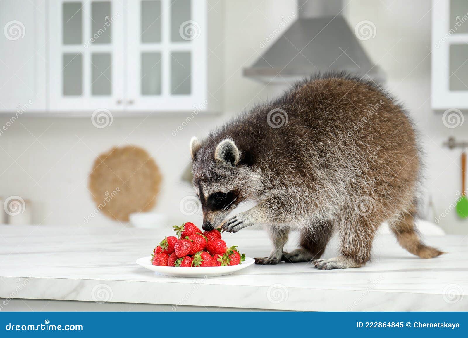 Cute Raccoon Eating Strawberries on Kitchen Table Stock Image - Image ...