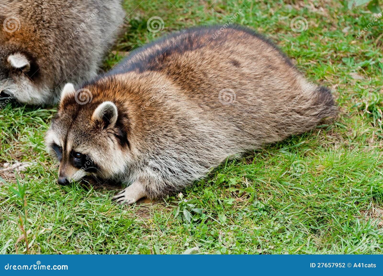 Cute Raccoon Sitting On The Shelving Royalty-Free Stock Photography ...