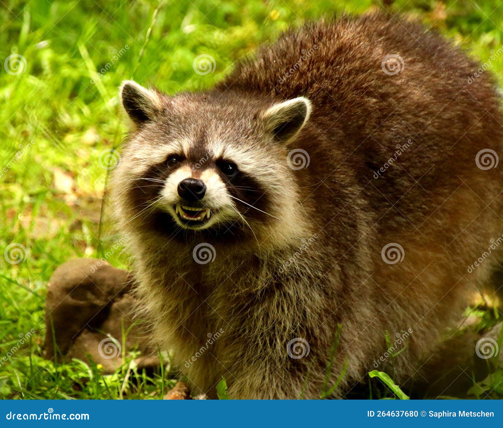 A Cute Raccoon Smiling at the Camera Stock Photo - Image of carnivore ...