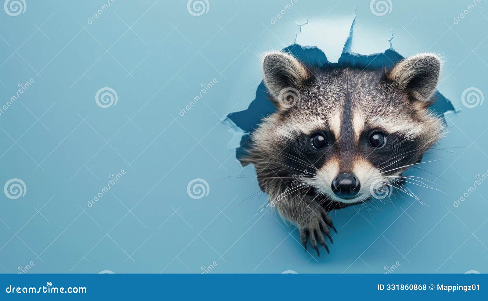 Raccoon Peeking Out Of A Hat Royalty-Free Stock Image | CartoonDealer ...