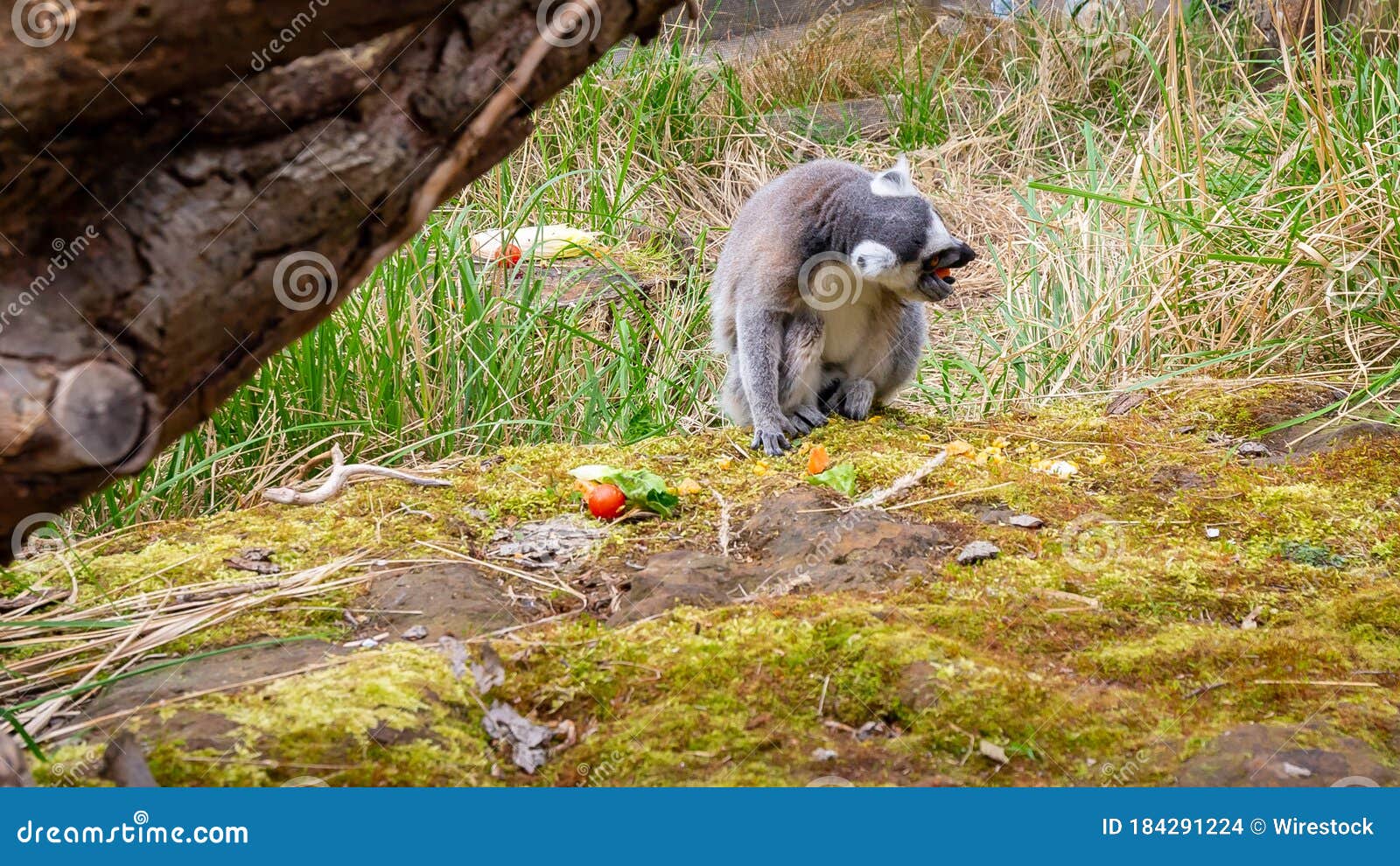 Cute Raccoon Playing in a Desert Area during Daytime Stock Photo ...