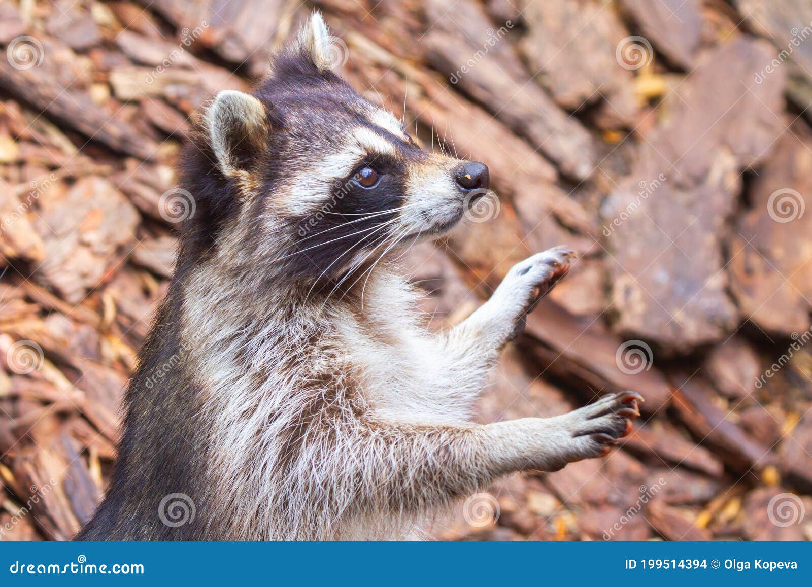 Cute Raccoon Waving Paws on a Gray Background Stock Photo - Image of ...