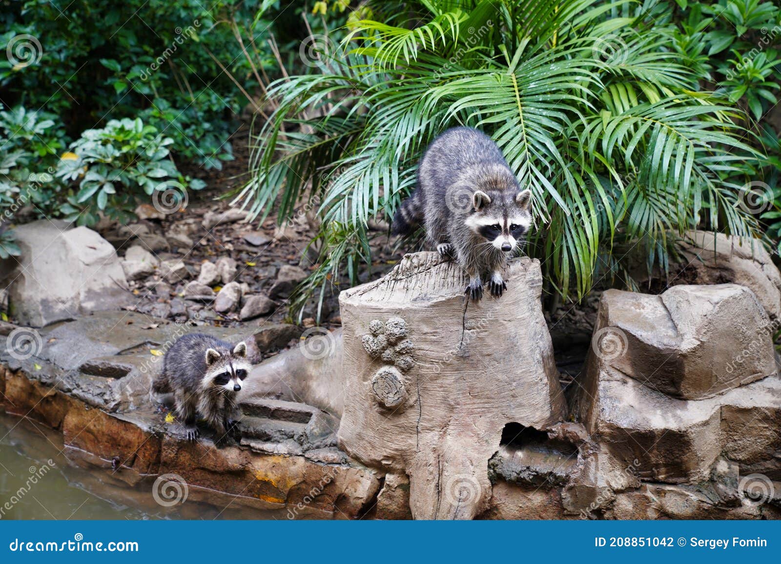 Cute raccoons on a rock stock photo. Image of sculpture - 208851042