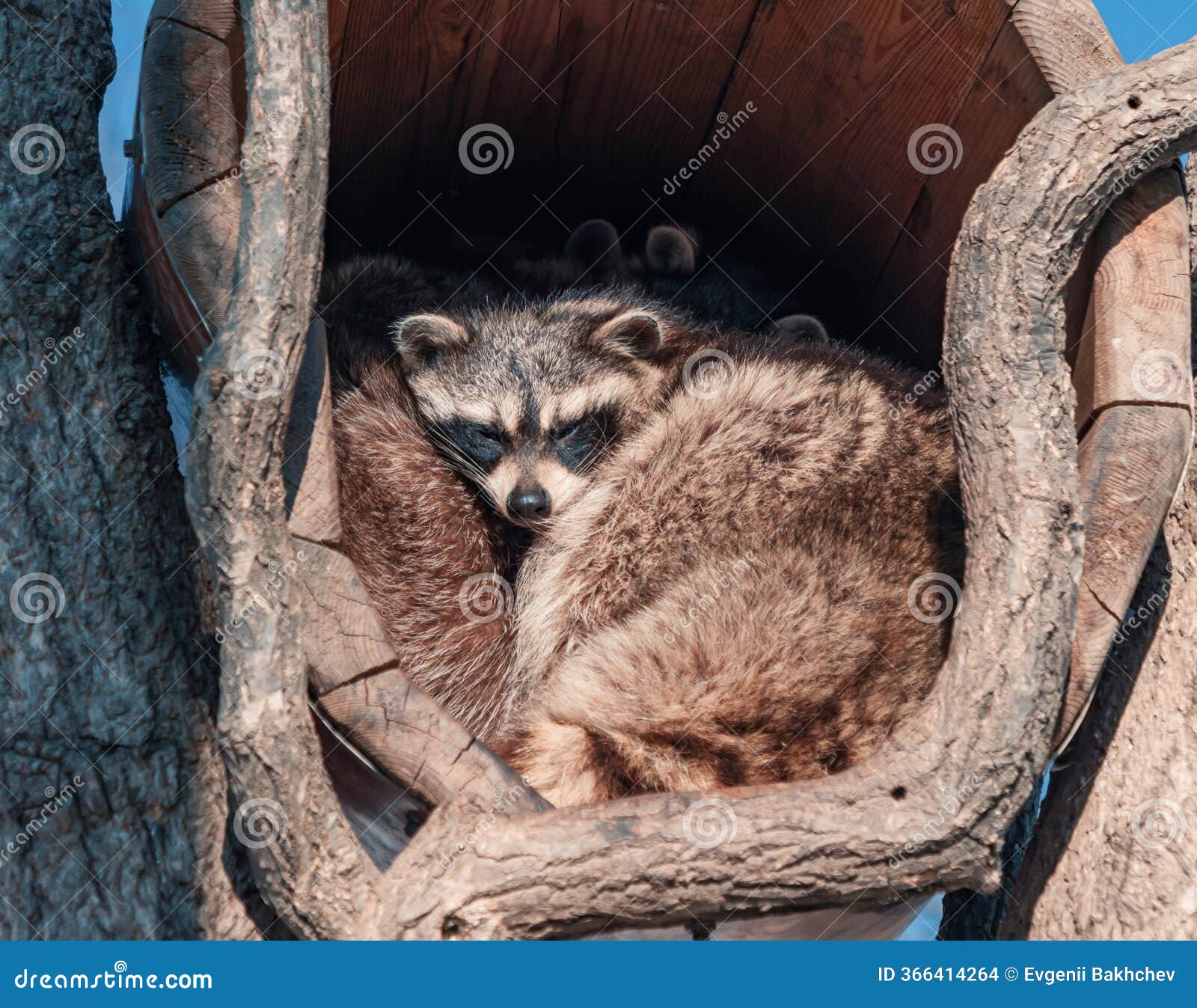 Raccoons Sleeping On Deck Rail Royalty-Free Stock Photo | CartoonDealer ...