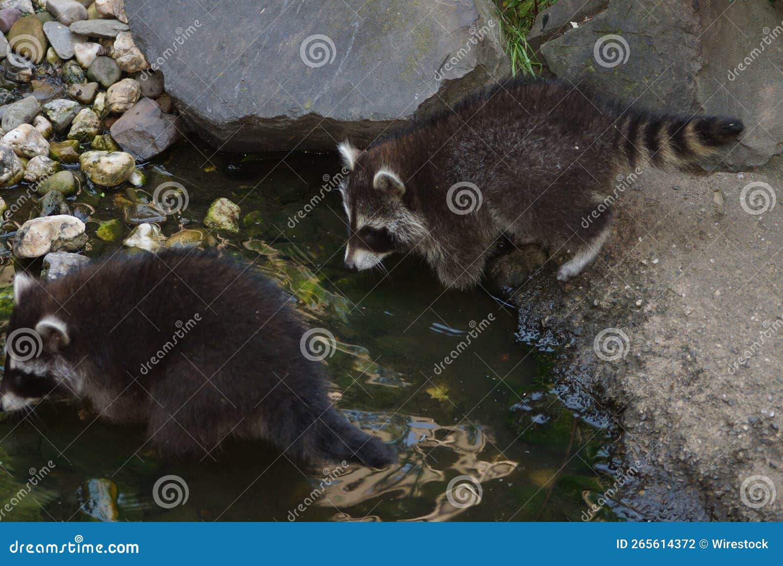 Cute Racoon Standing on the Rock Inside the Zoo Stock Photo - Image of ...