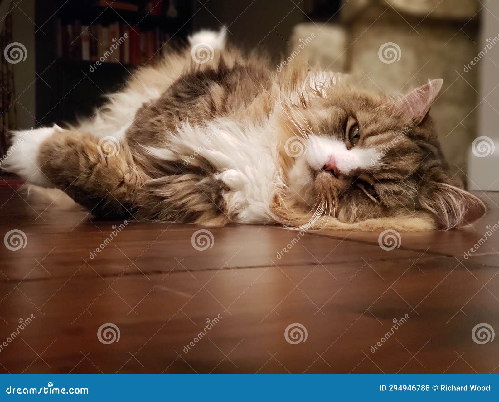 Cute Ragamuffin Cat Resting on a Floor Stock Photo - Image of kitten ...