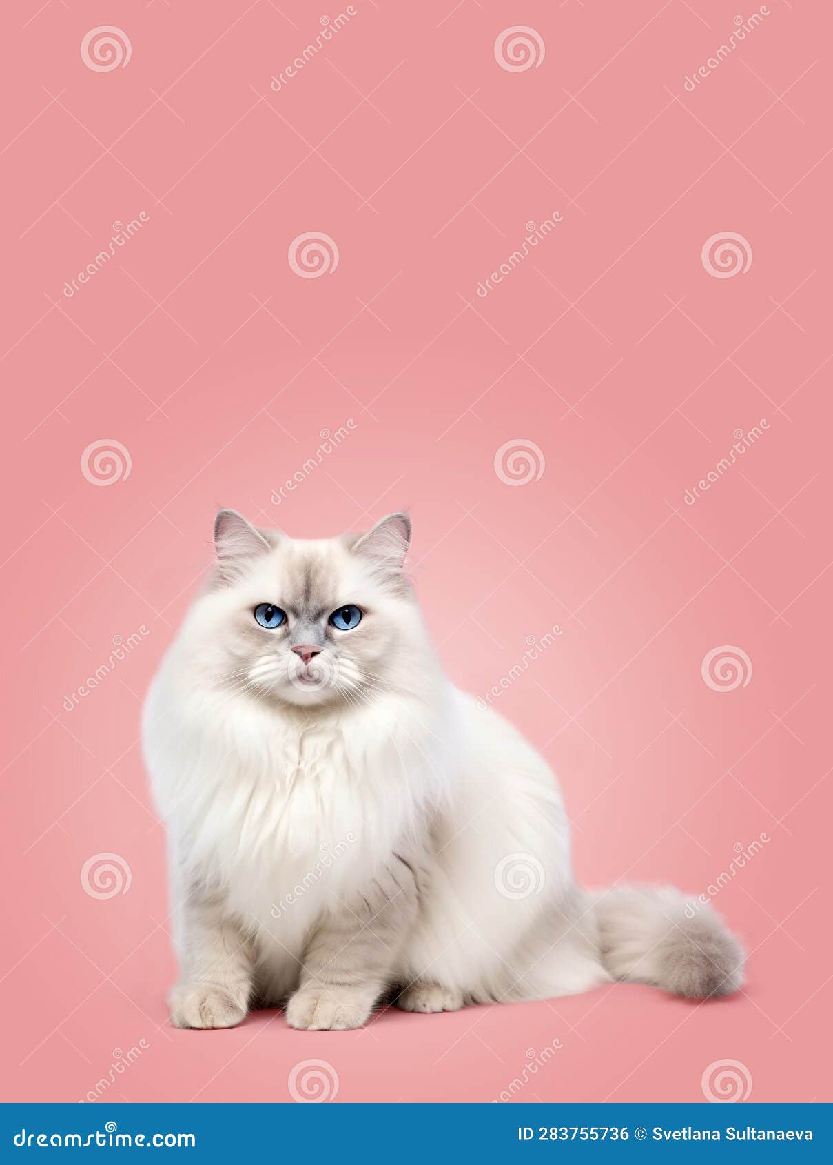 Cute Ragdoll Cat Isolated on Pink Background Stock Illustration ...
