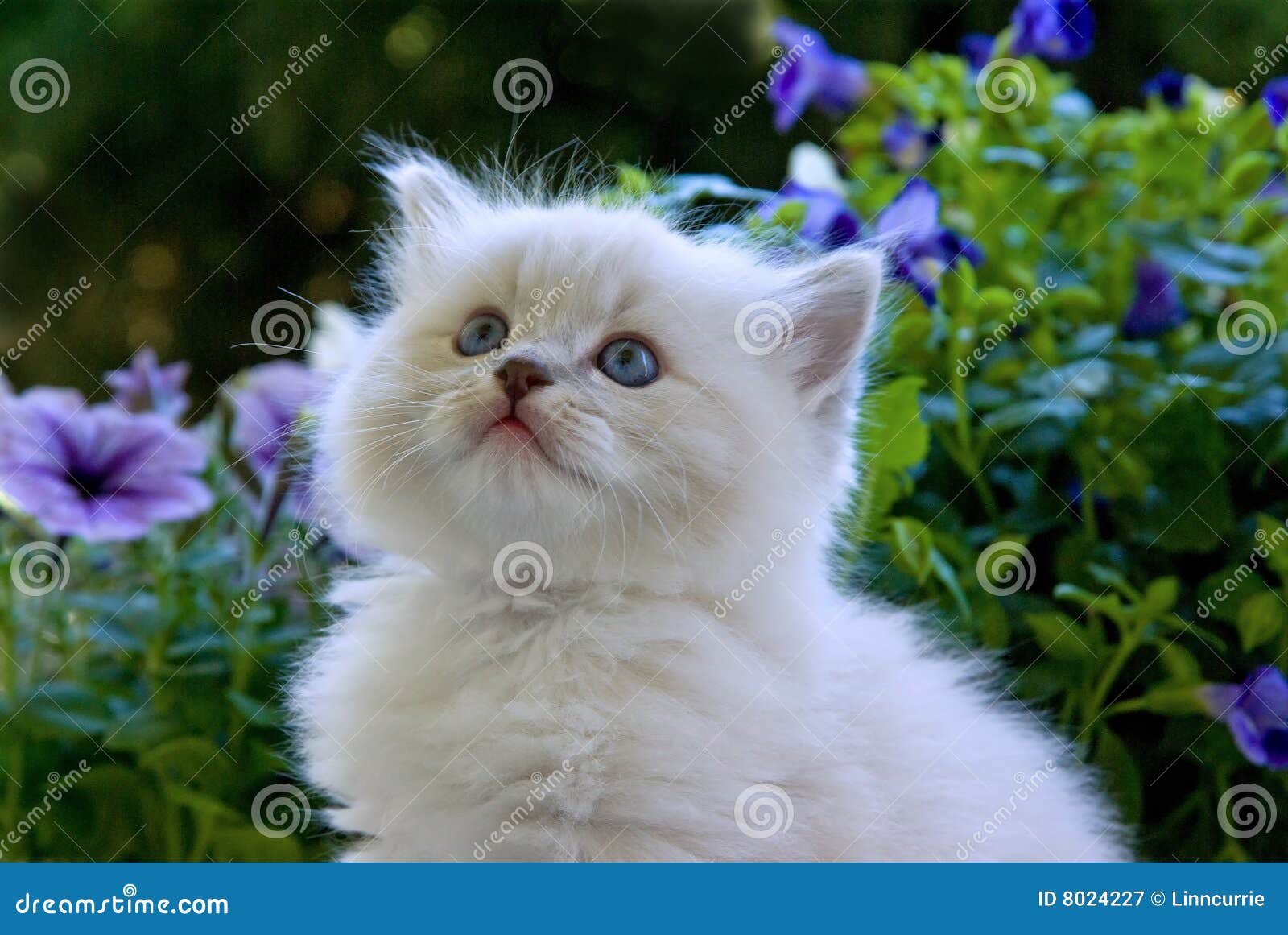 Cute Ragdoll Kitten with Flowers Stock Image - Image of cats, eyes: 8024227