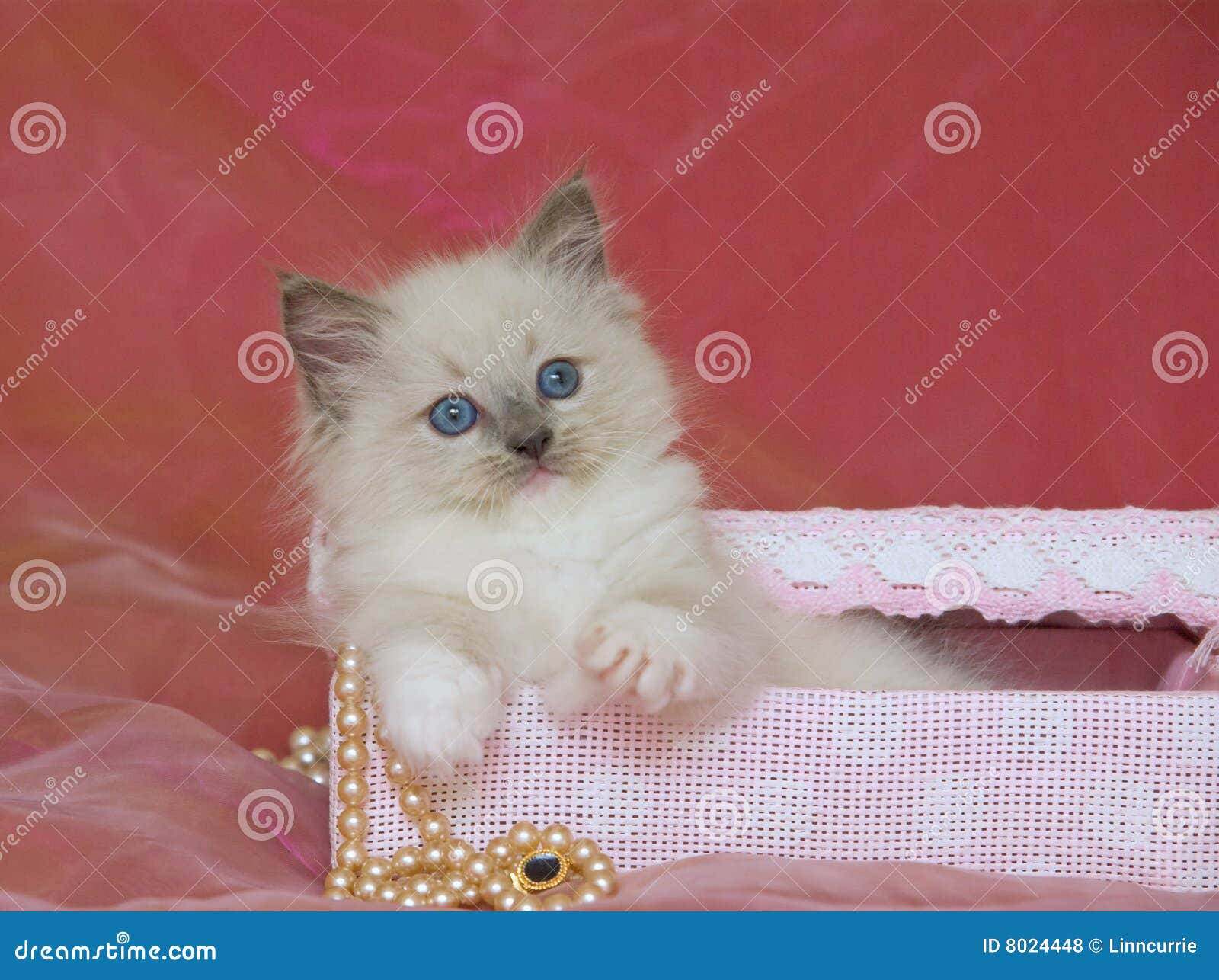 Cute Ragdoll Kitten in Gift Box with Pearls Stock Photo - Image of paws ...