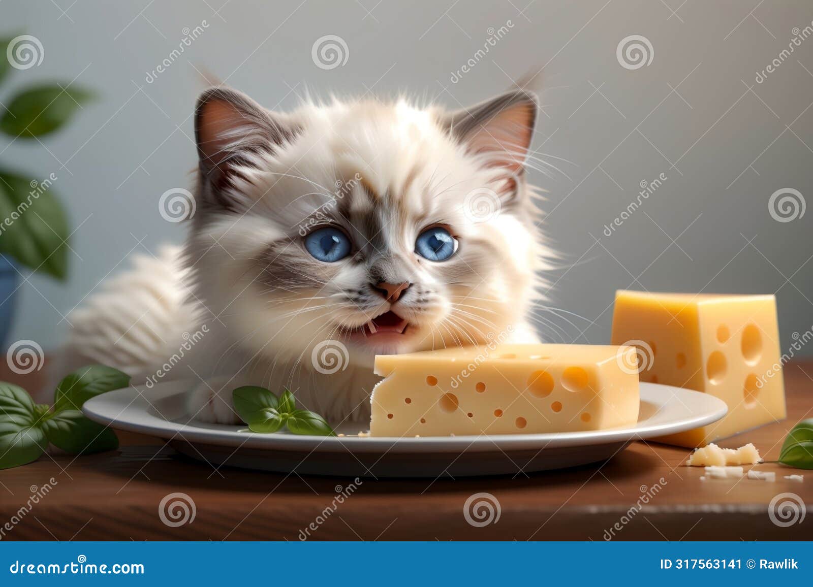 Cute Ragdoll Kitten Looking at a Piece of Cheese in a Plate Stock Image ...
