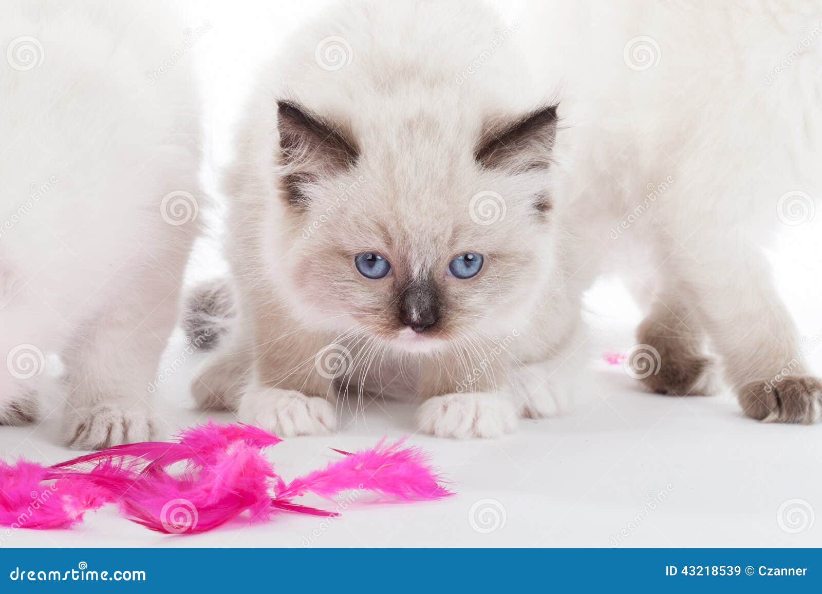 Cute Ragdoll kitten stock image. Image of domestic, cute - 43218539