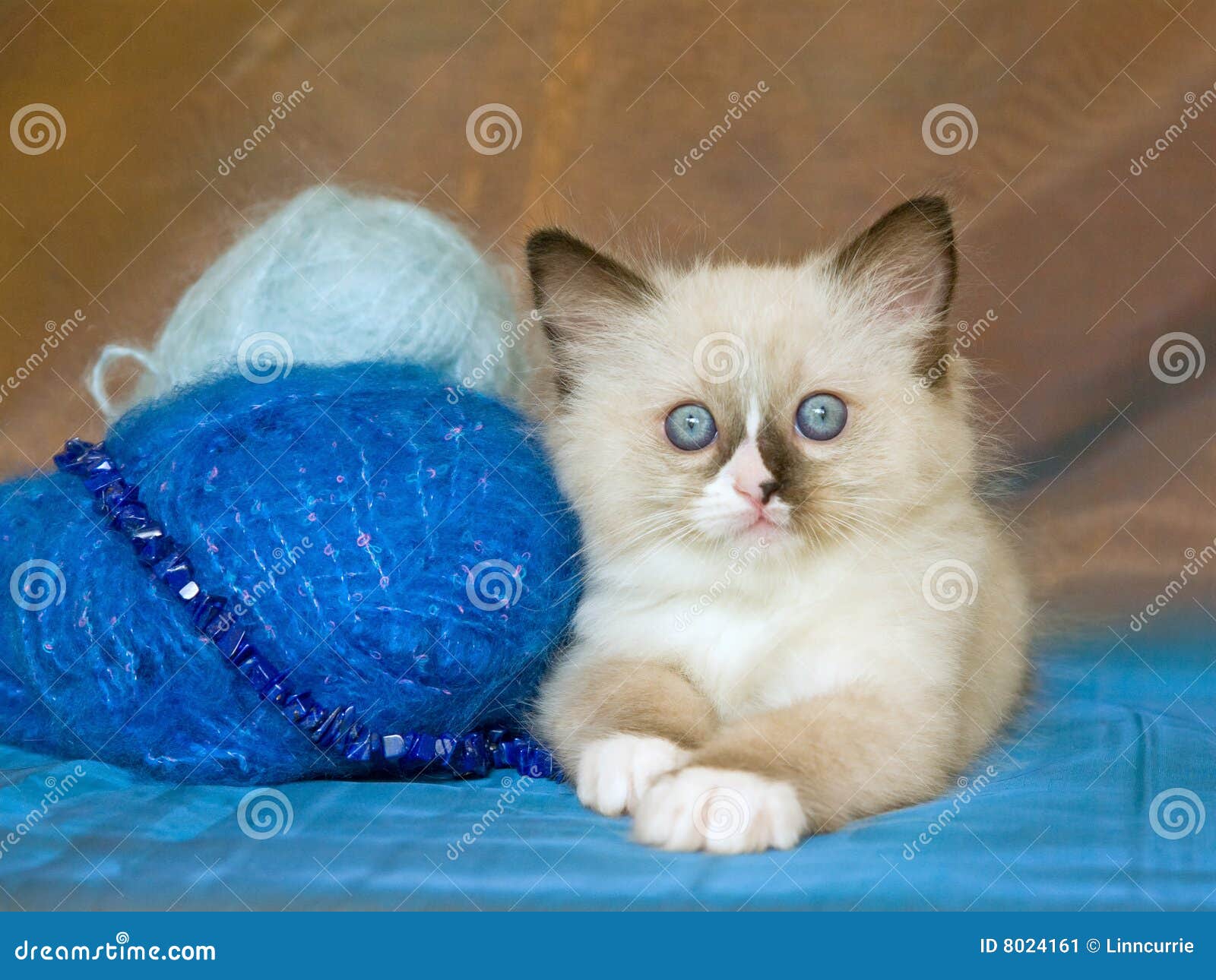 Cute Ragdoll Kitten with Yarn Wool Stock Image - Image of cute, kitten ...