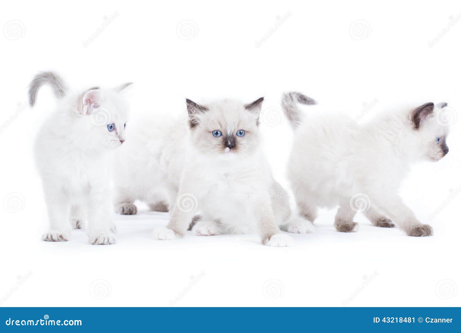 Cute Ragdoll kittens stock image. Image of background - 43218481