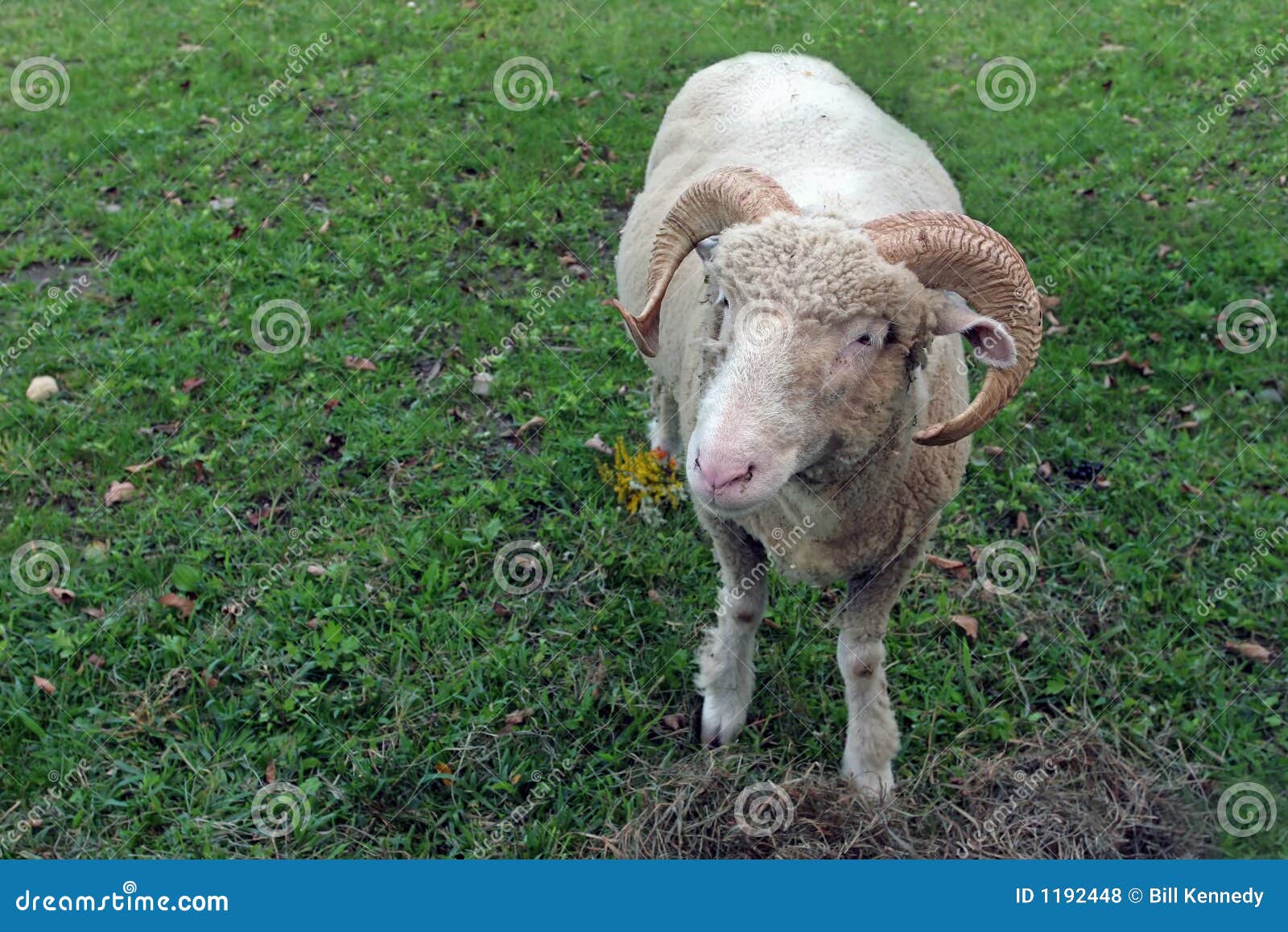 Cute Ram stock photo. Image of horns, wool, cute, lone - 1192448