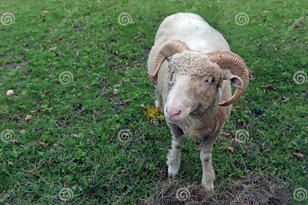 Cute Ram stock photo. Image of horns, wool, cute, lone - 1192448