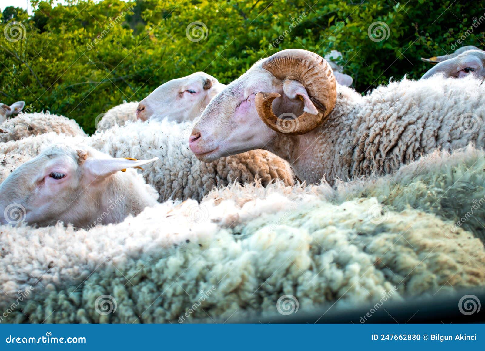 A Cute Ram Napping in a Flock of Sheep Stock Photo - Image of sleeping ...