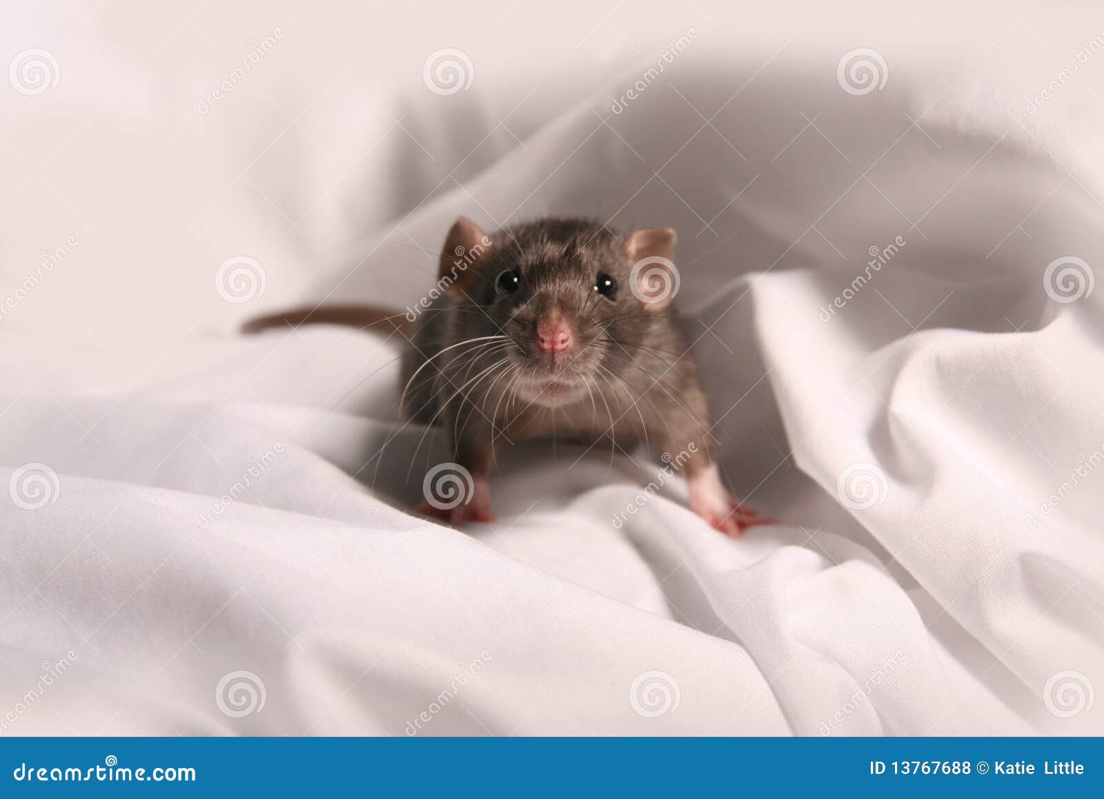 Cute Rat stock photo. Image of sweet, black, adorable - 13767688