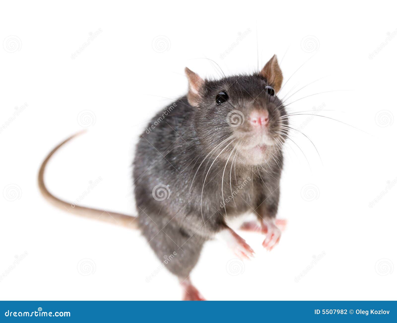 Cute rat stock photo. Image of white, decorative, mouse - 5507982