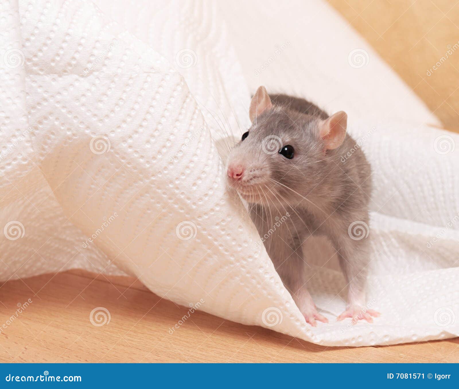 Cute rat stock image. Image of fluffy, pest, domestic - 7081571