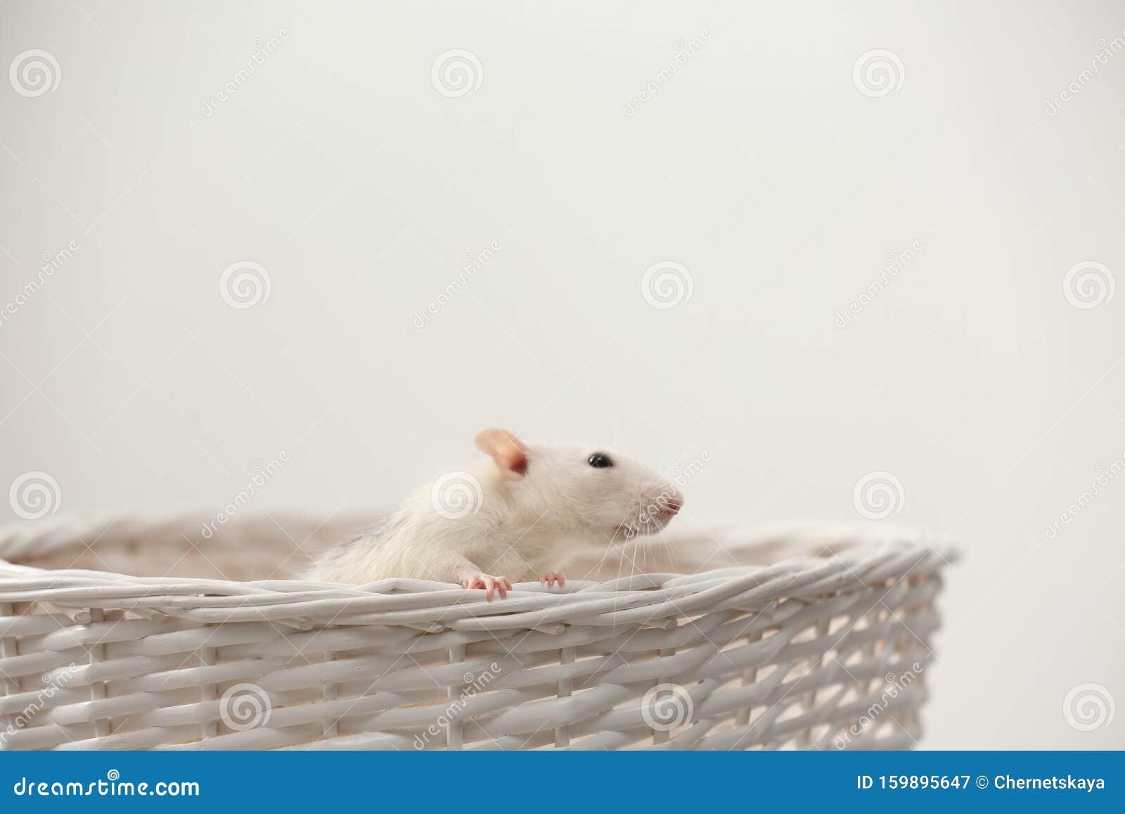 Cute Rat in Basket Against Light Background Stock Image - Image of ...