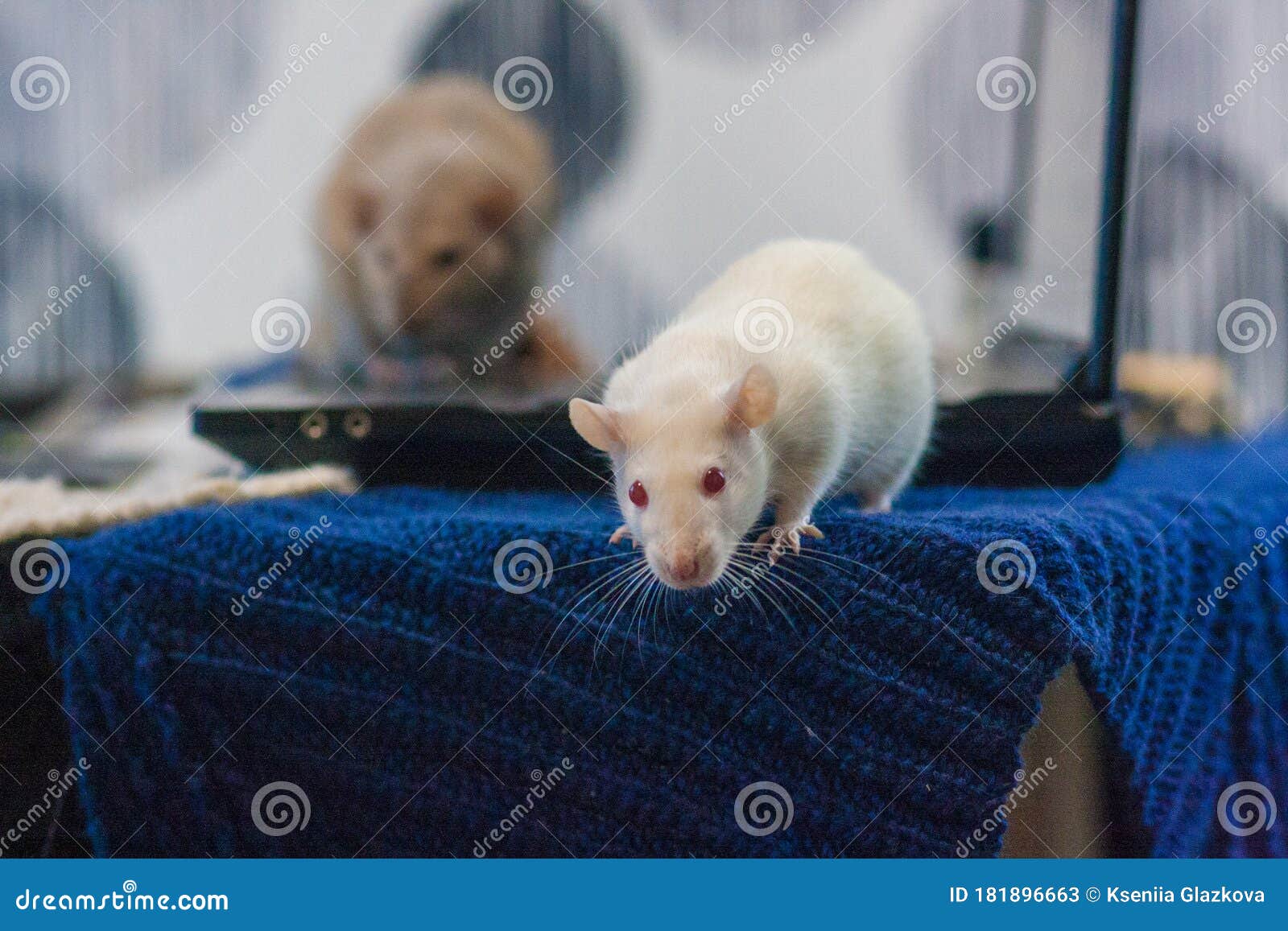 Cute rat on a blue stock image. Image of fast, nasty - 181896663