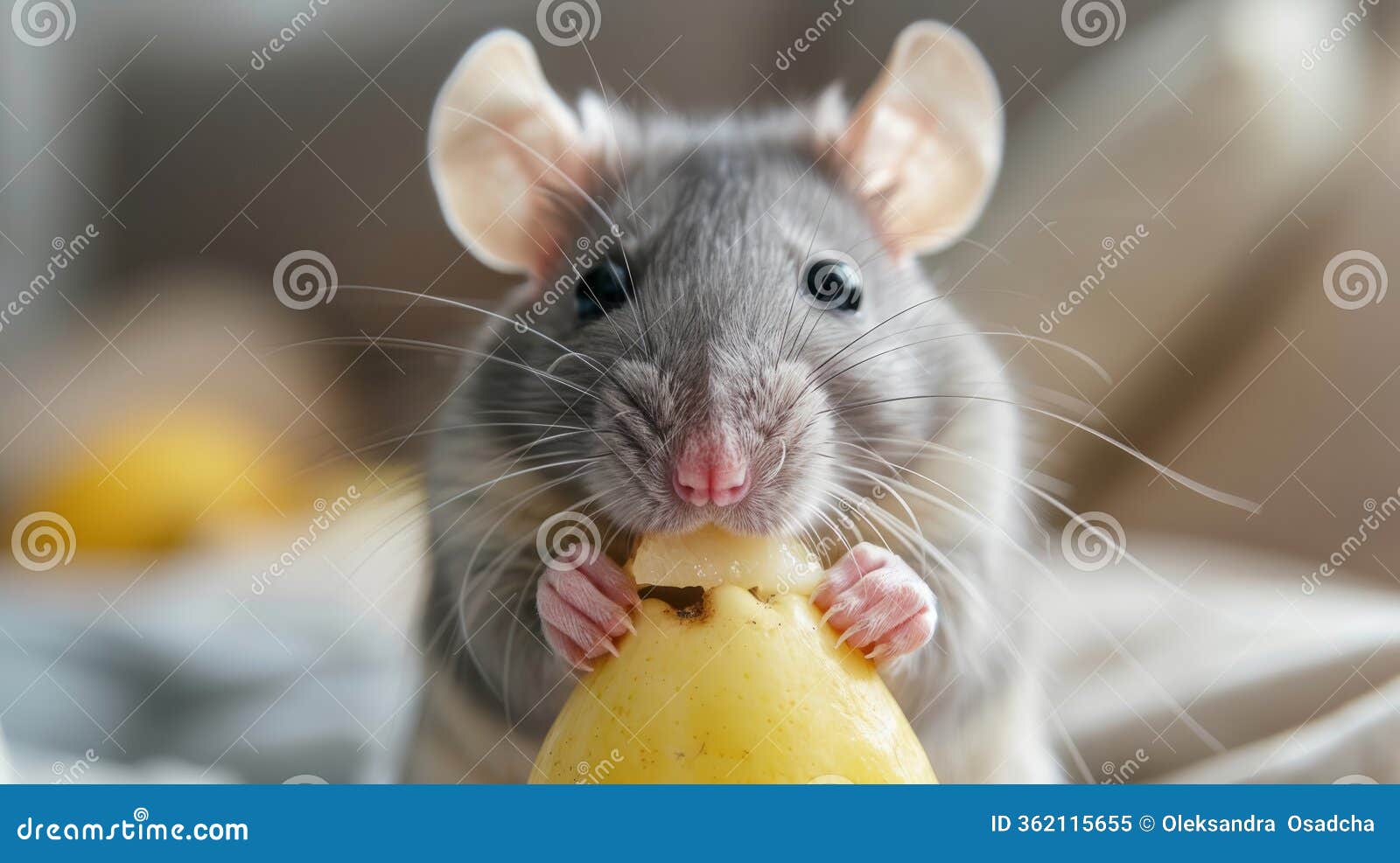 A cute rat eating stock image. Image of food, brown - 362115655