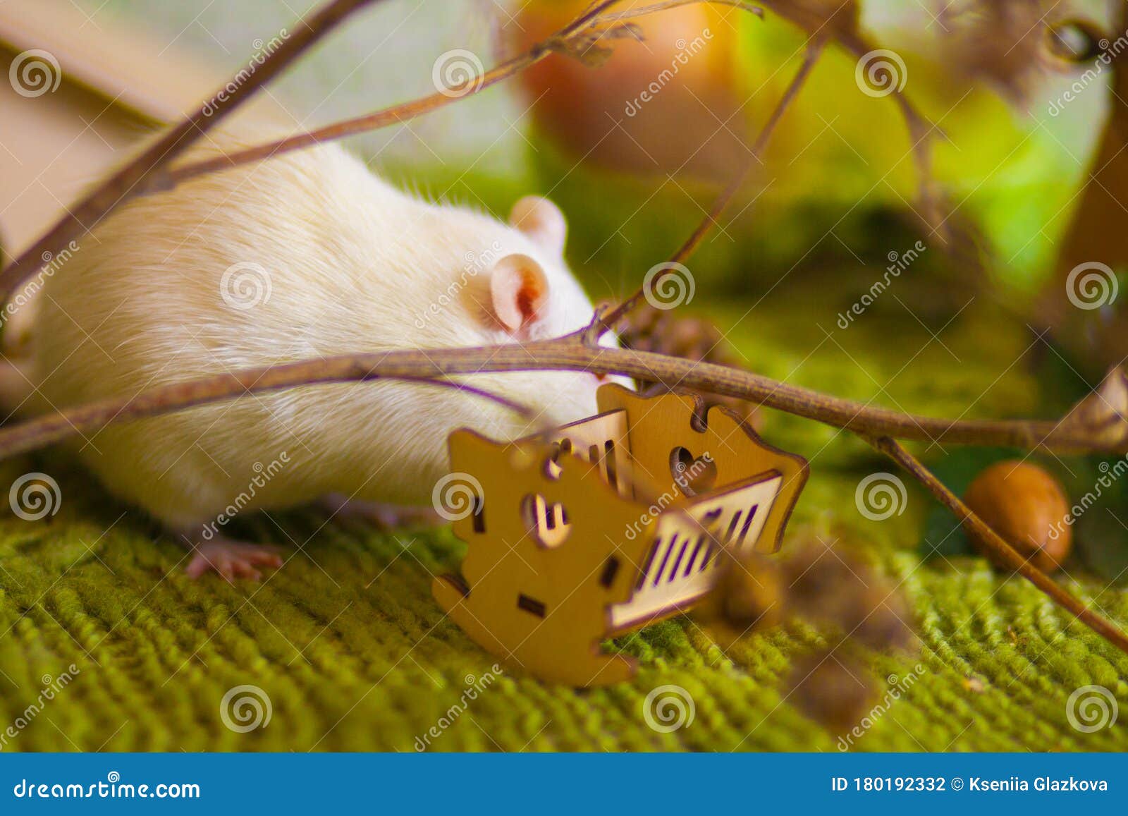 Cute Rat on the Green Grass. Hello Spring Stock Photo - Image of green ...
