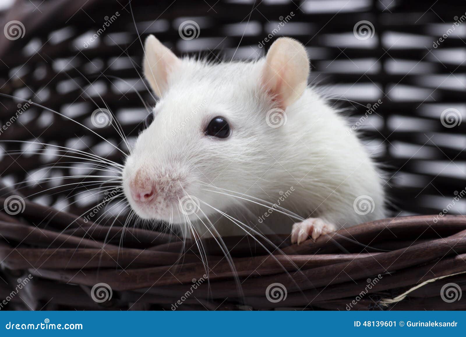 Cute rat looks stock image. Image of vertebrate, domestic - 48139601