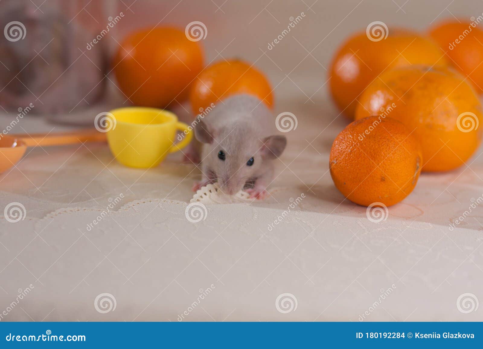 Cute Rat with Orange Oranges. Hello Spring Stock Photo - Image of funny ...