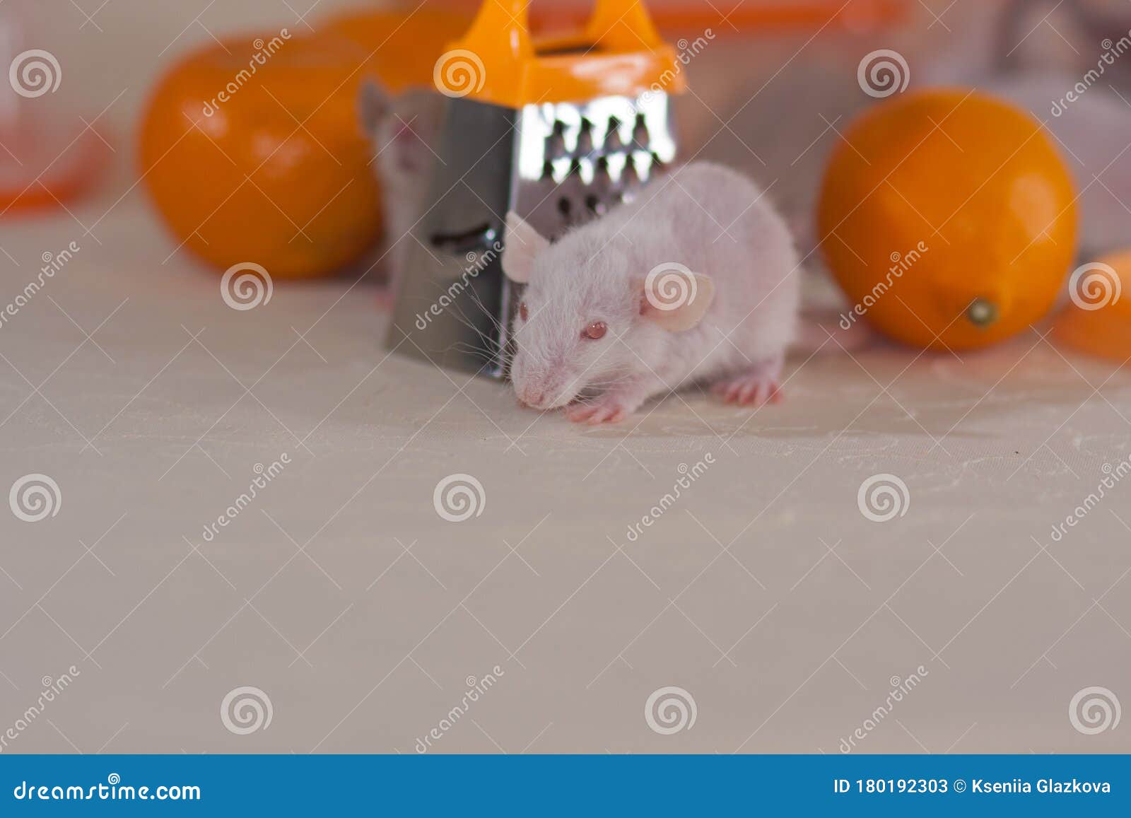Cute Rat with Orange Oranges. Hello Spring Stock Image - Image of ...