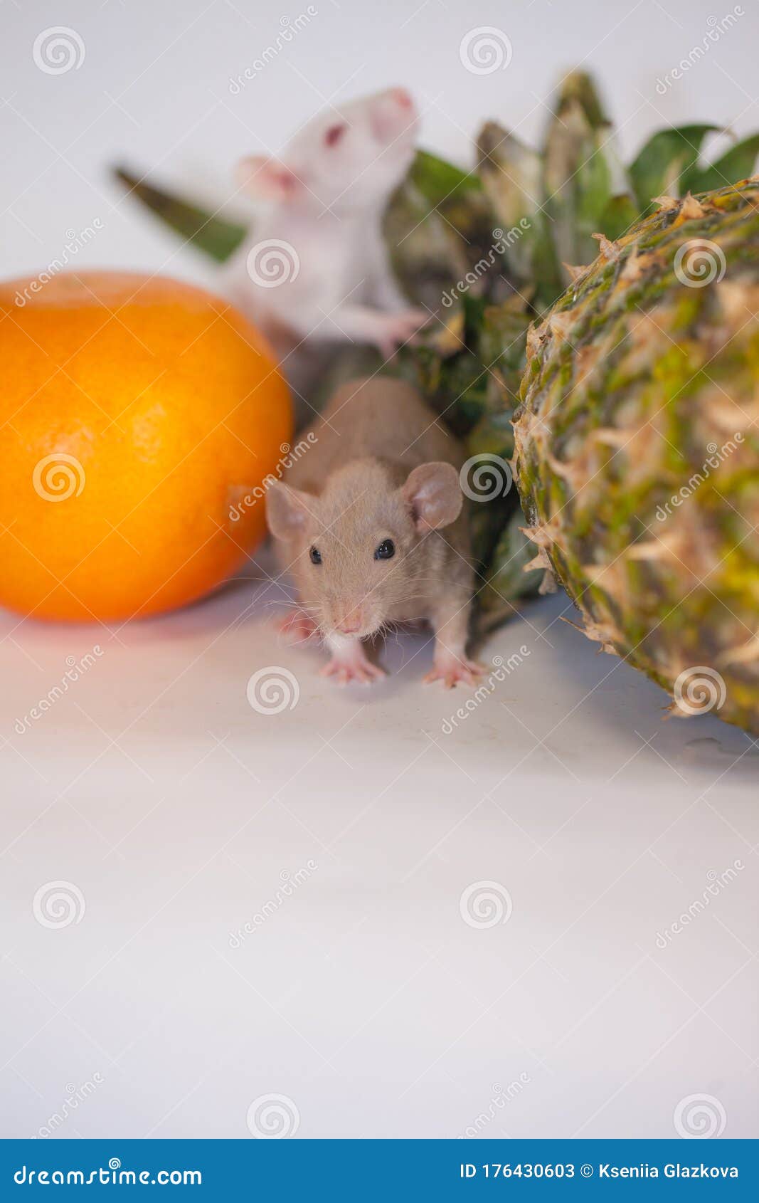 Cute Rat with Orange Orange. Rodent Mouse on a White Stock Image ...