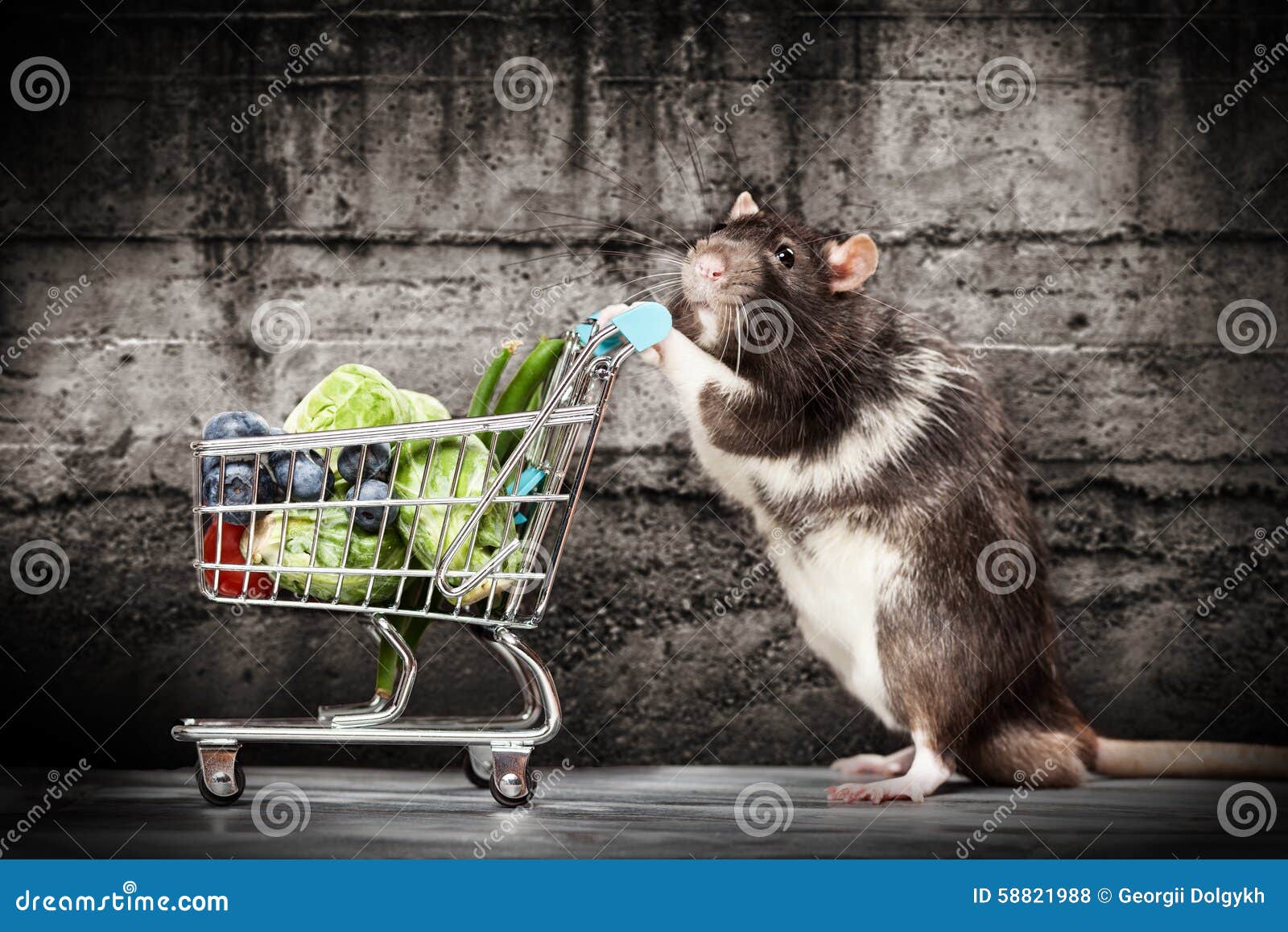 Cute Rat with a Shopping Cart Stock Photo - Image of cute, pets: 58821988