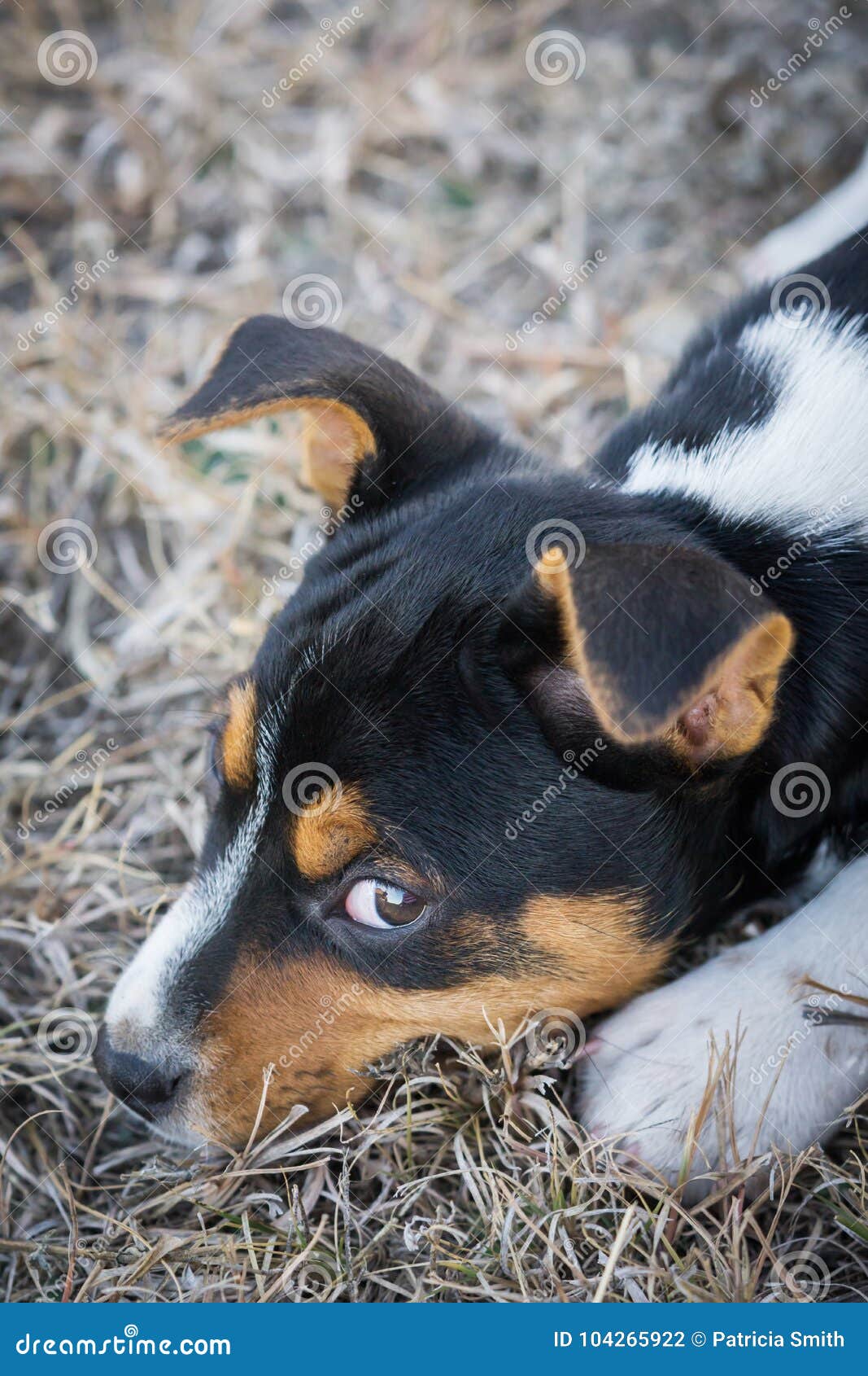 Cute Rat Terrier puppy stock photo. Image of puppy, single - 104265922
