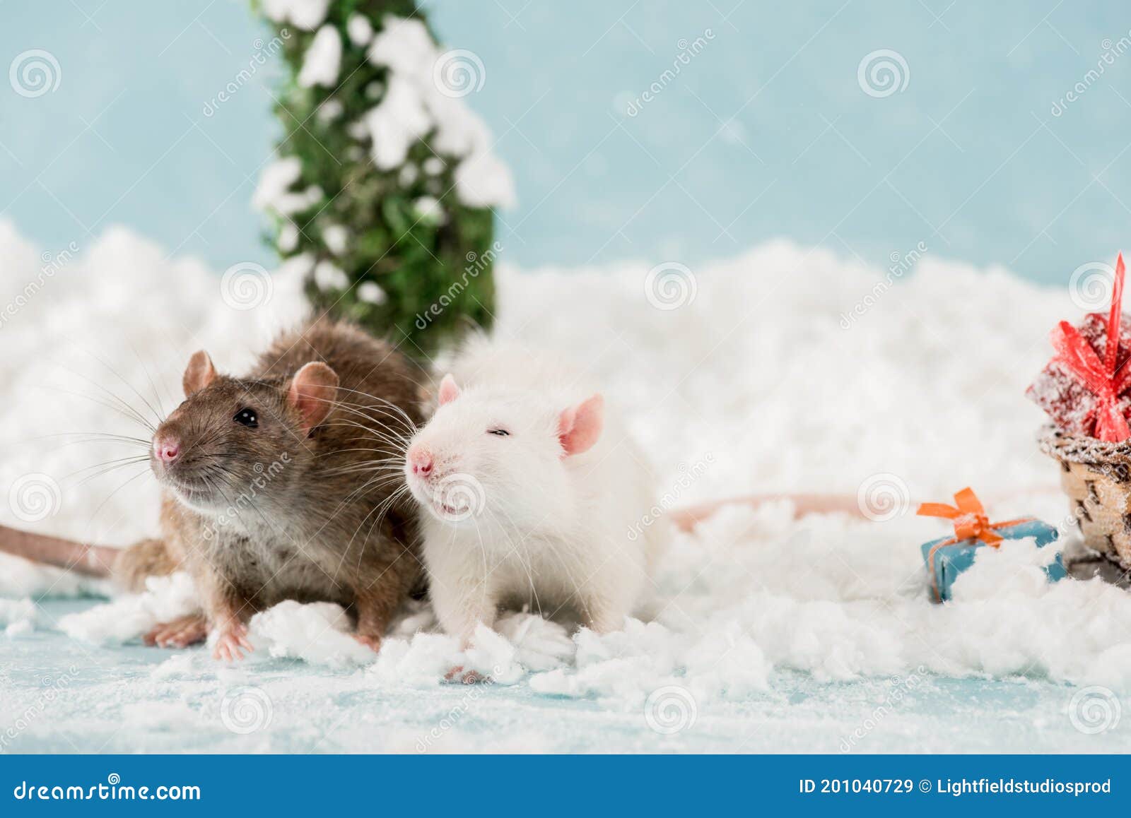 Cute Rats and Christmas Gift Boxes Stock Image - Image of christmastime ...