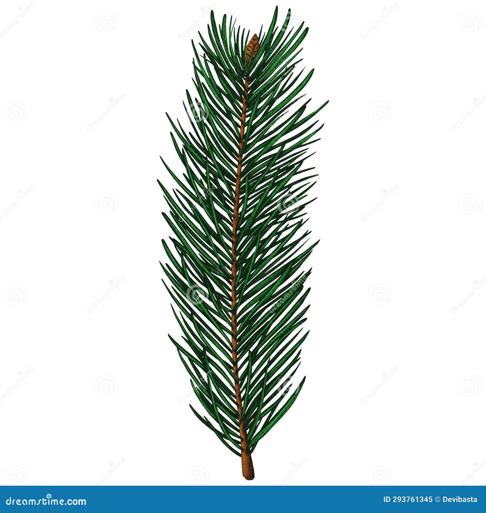 Cute Realistic Spruce Branch with One Small Cone Stock Image ...