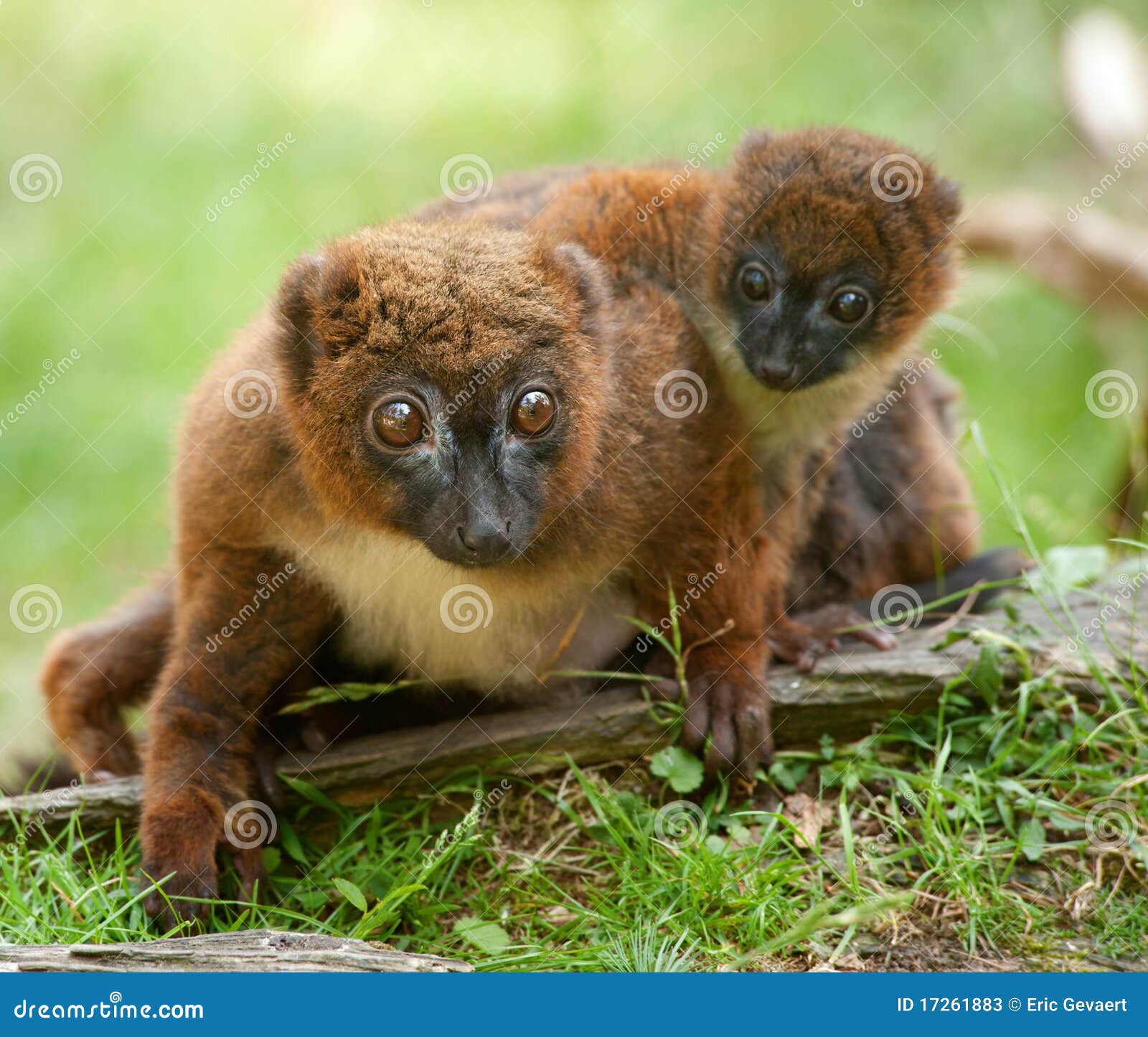 Cute Red-bellied Lemur with Baby Stock Image - Image of mammal, natural ...