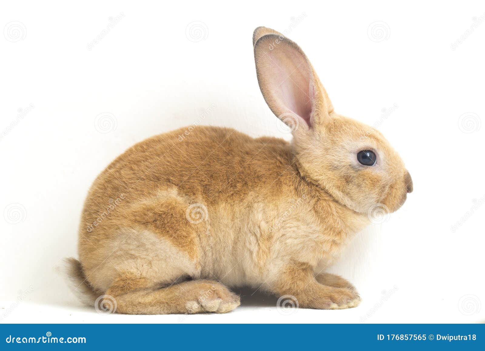Cute Red Brown Rex Rabbit Isolated on White Stock Image - Image of ...