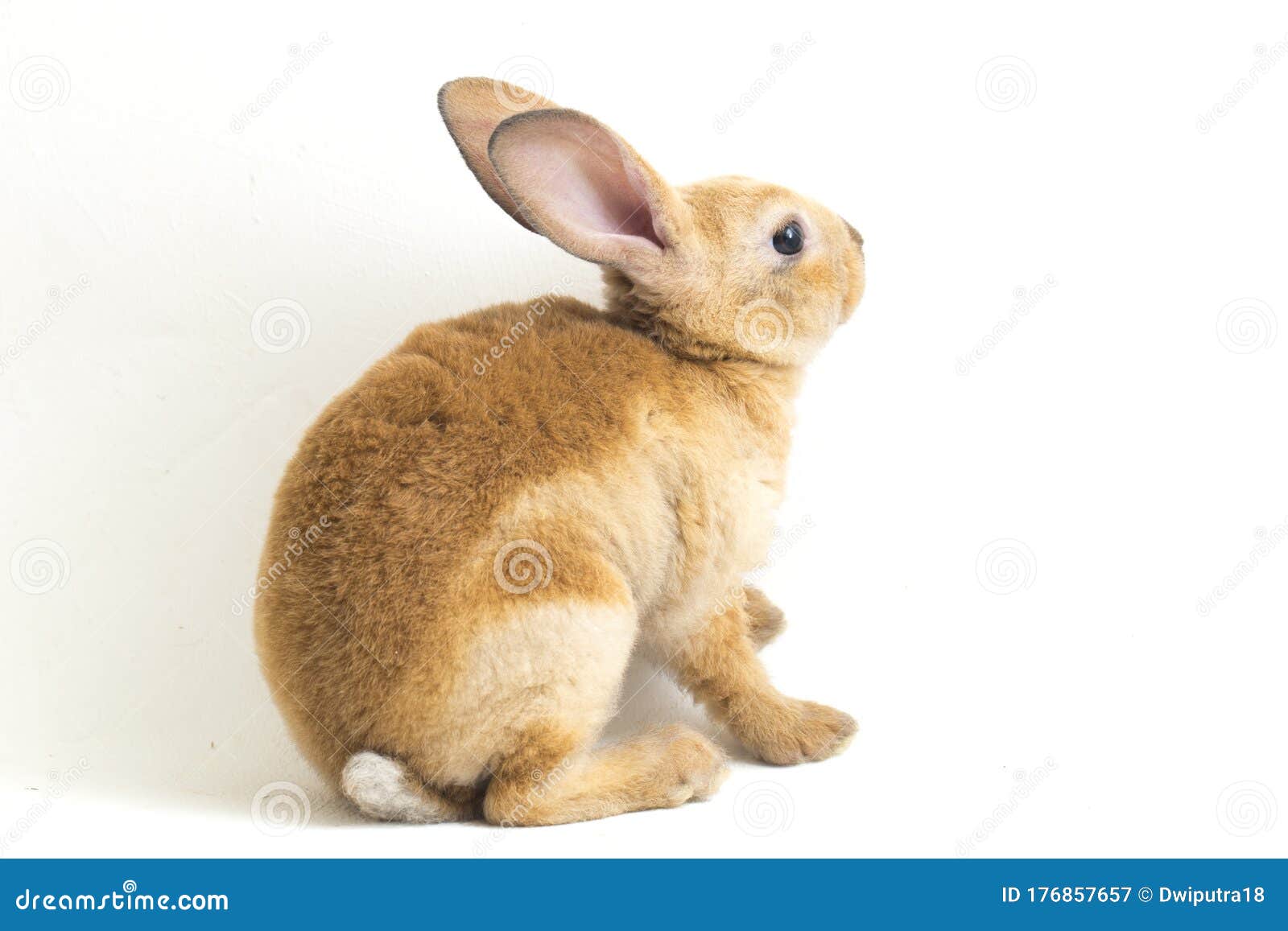 Cute Red Brown Rex Rabbit Isolated on White Stock Image - Image of ...