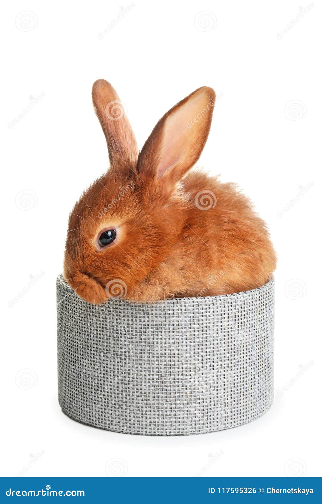 Cute red bunny in box stock photo. Image of mammal, beautiful - 117595326