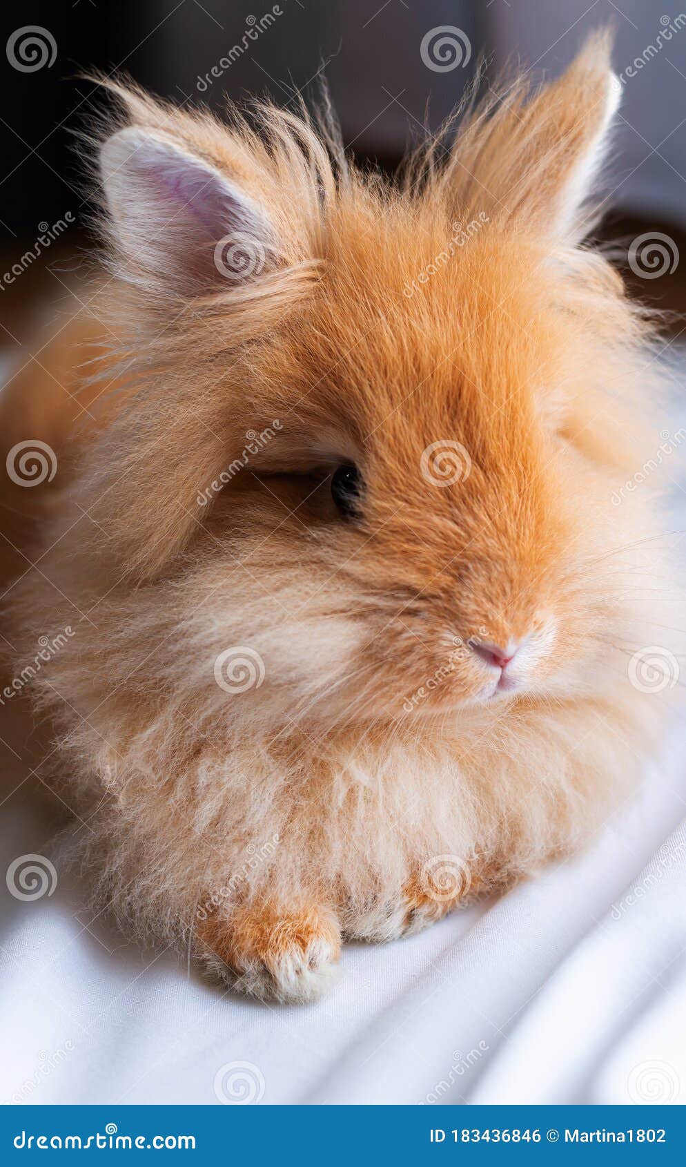 Cute red bunny stock photo. Image of fleecy, cuddly - 183436846