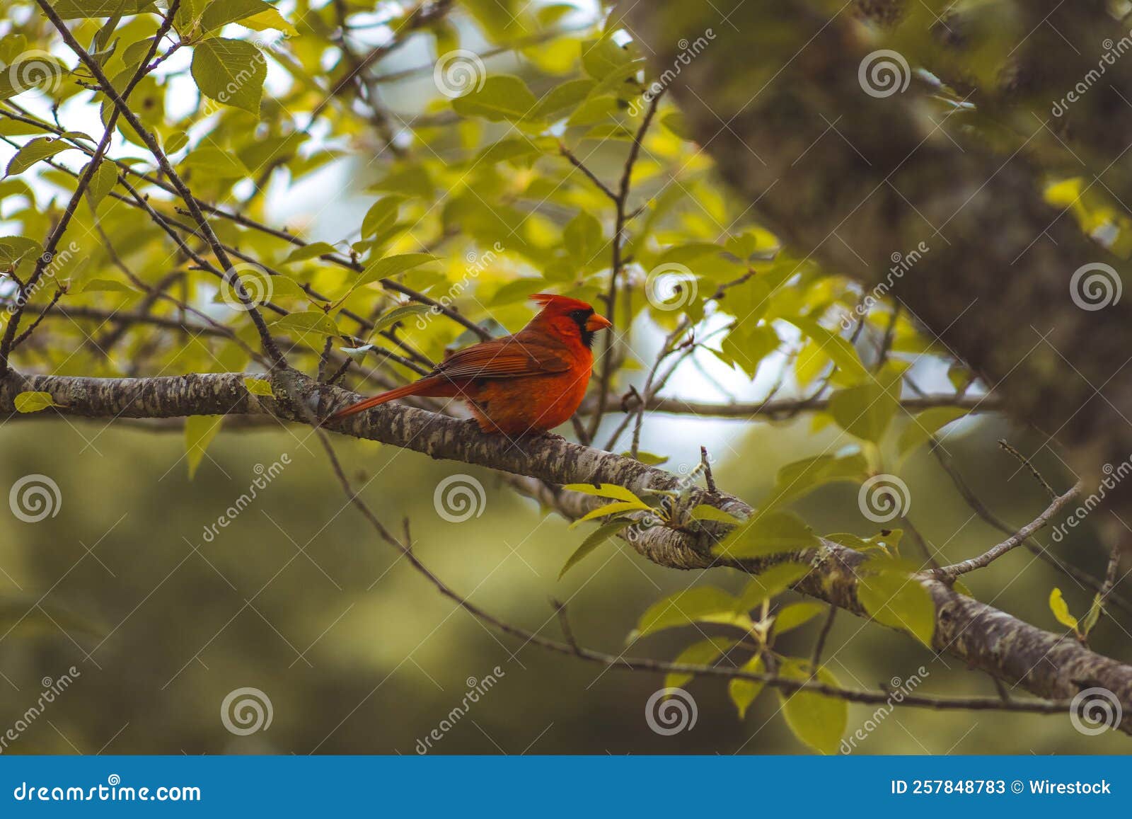 Cute Red Cardinal on a Tree Branch Stock Image - Image of leaves ...
